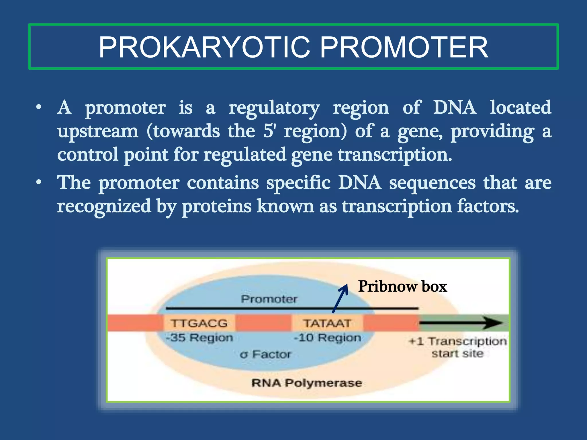 Transcription in prokaryotes | PPTX