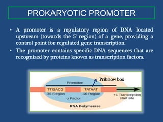 Transcription in prokaryotes | PPTX