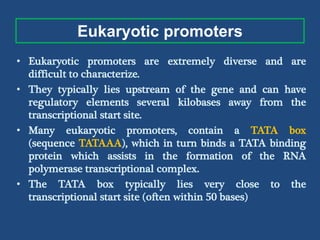 Transcription in prokaryotes | PPTX