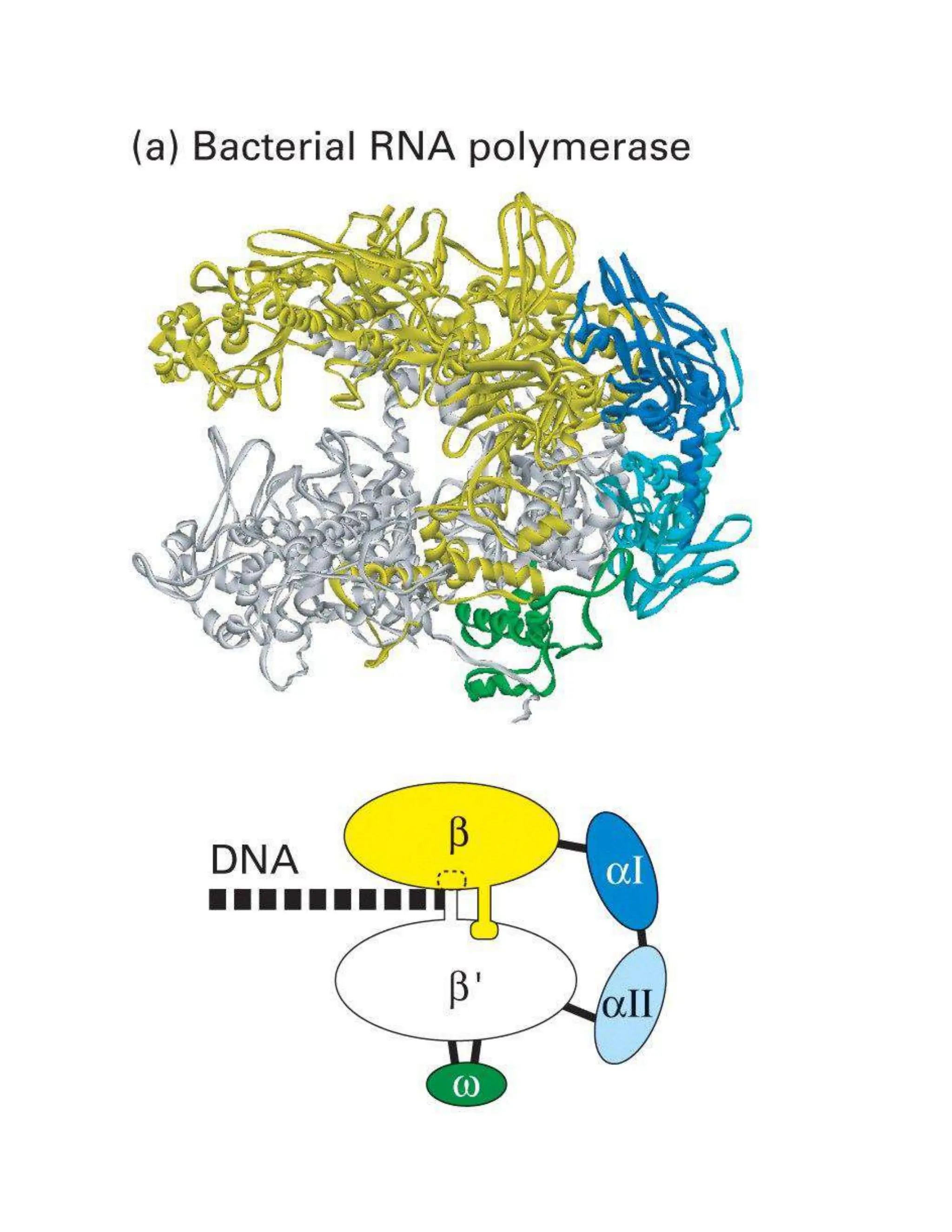 transcription in prokaryotes and RNA polymerase of prokaryotes | DOCX ...