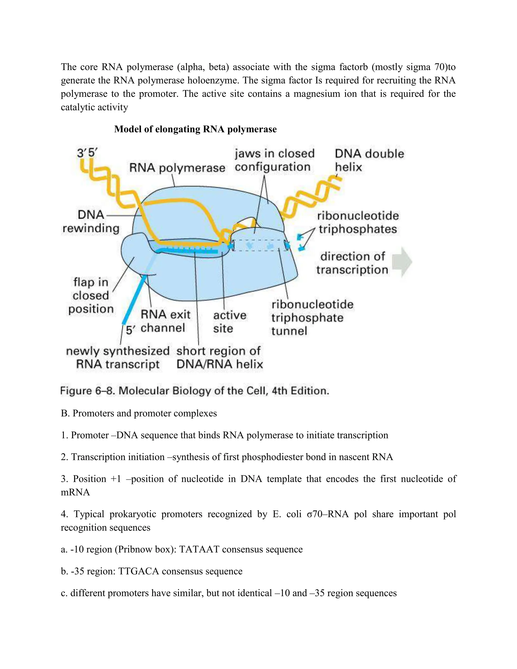 transcription in prokaryotes and RNA polymerase of prokaryotes | DOCX ...