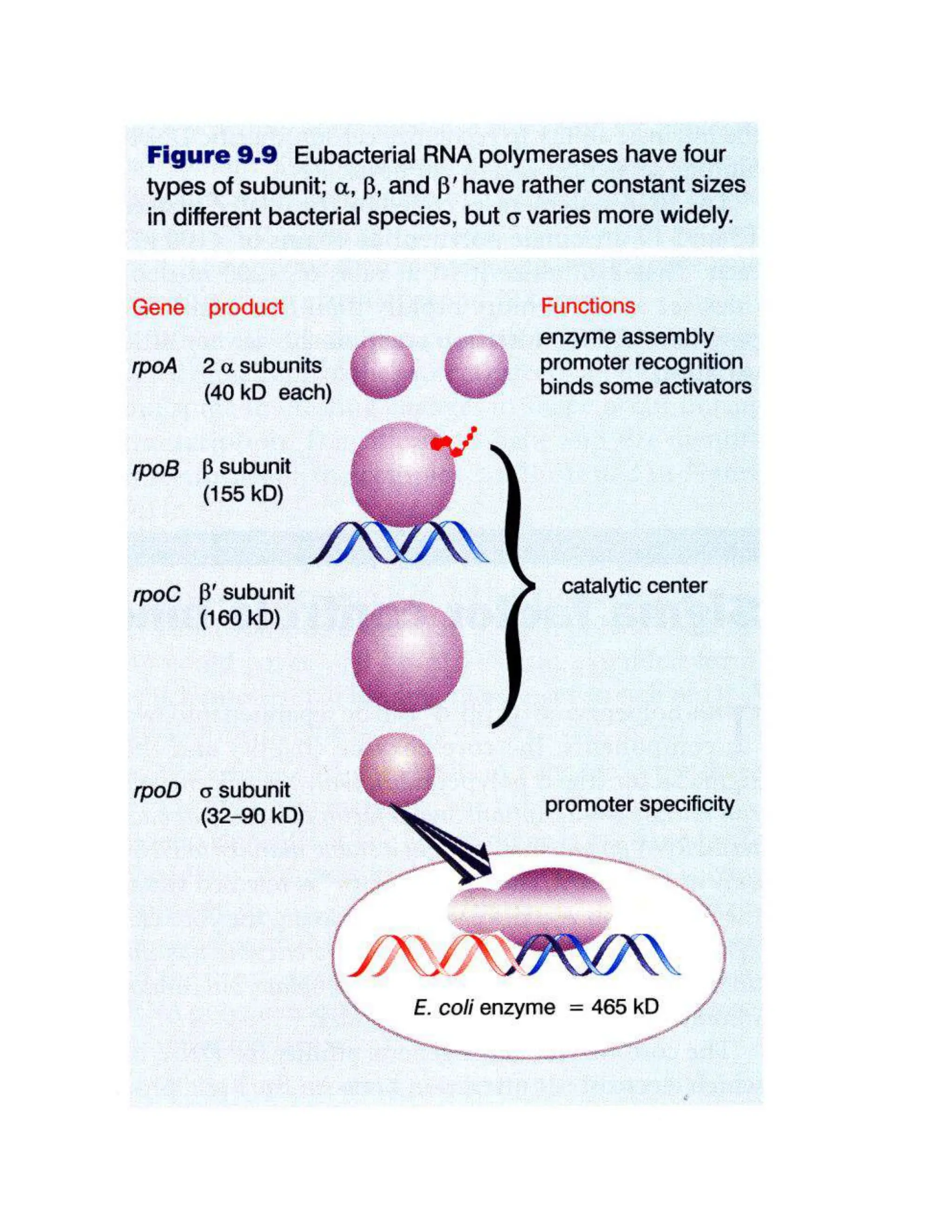 transcription in prokaryotes and RNA polymerase of prokaryotes | DOCX ...
