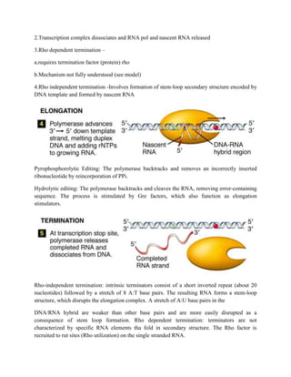 transcription in prokaryotes and RNA polymerase of prokaryotes | DOCX ...