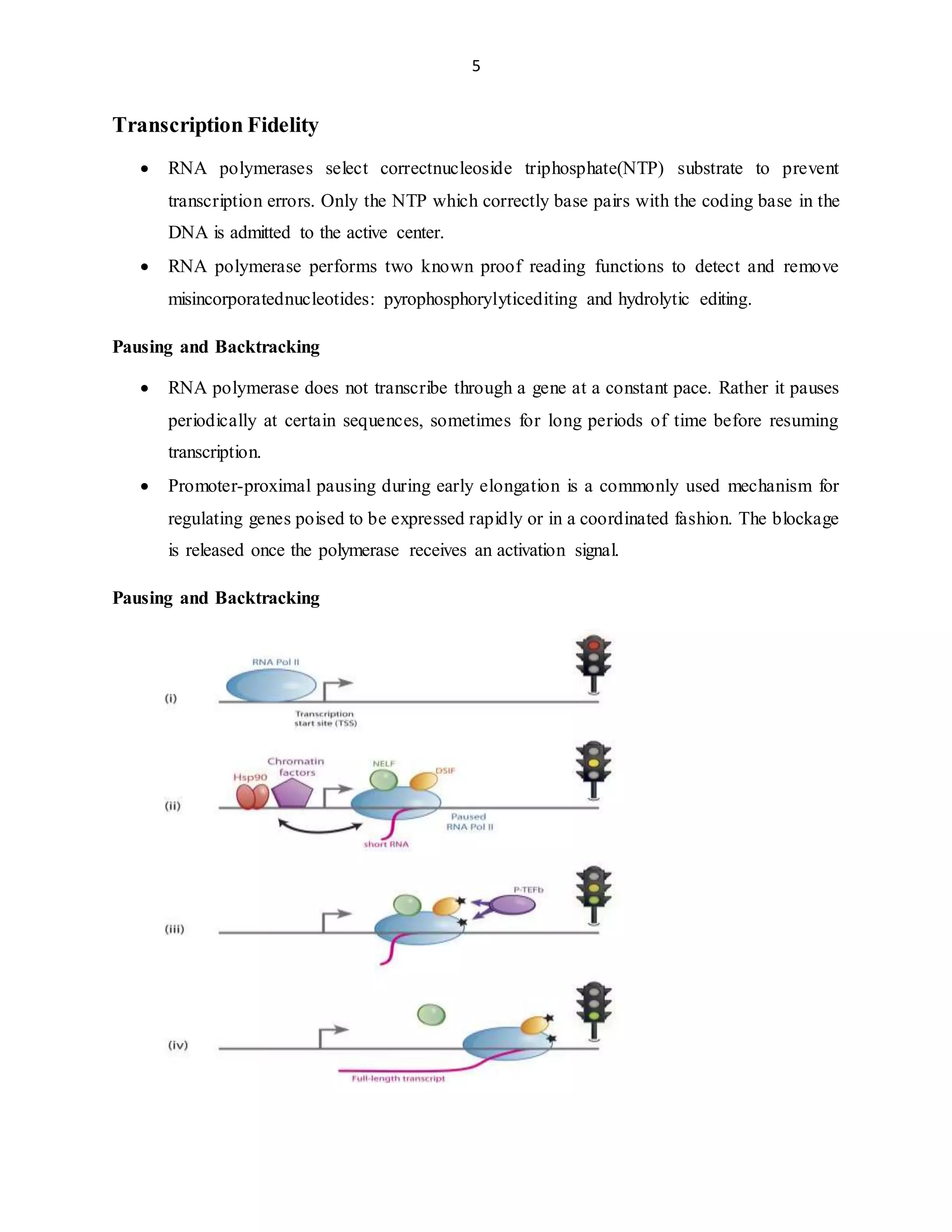 Transcription in prokaryotes and eukaryotes | DOCX