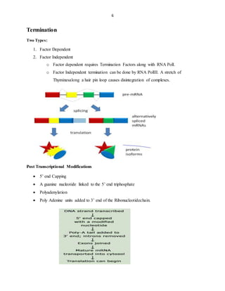 Transcription in prokaryotes and eukaryotes | DOCX