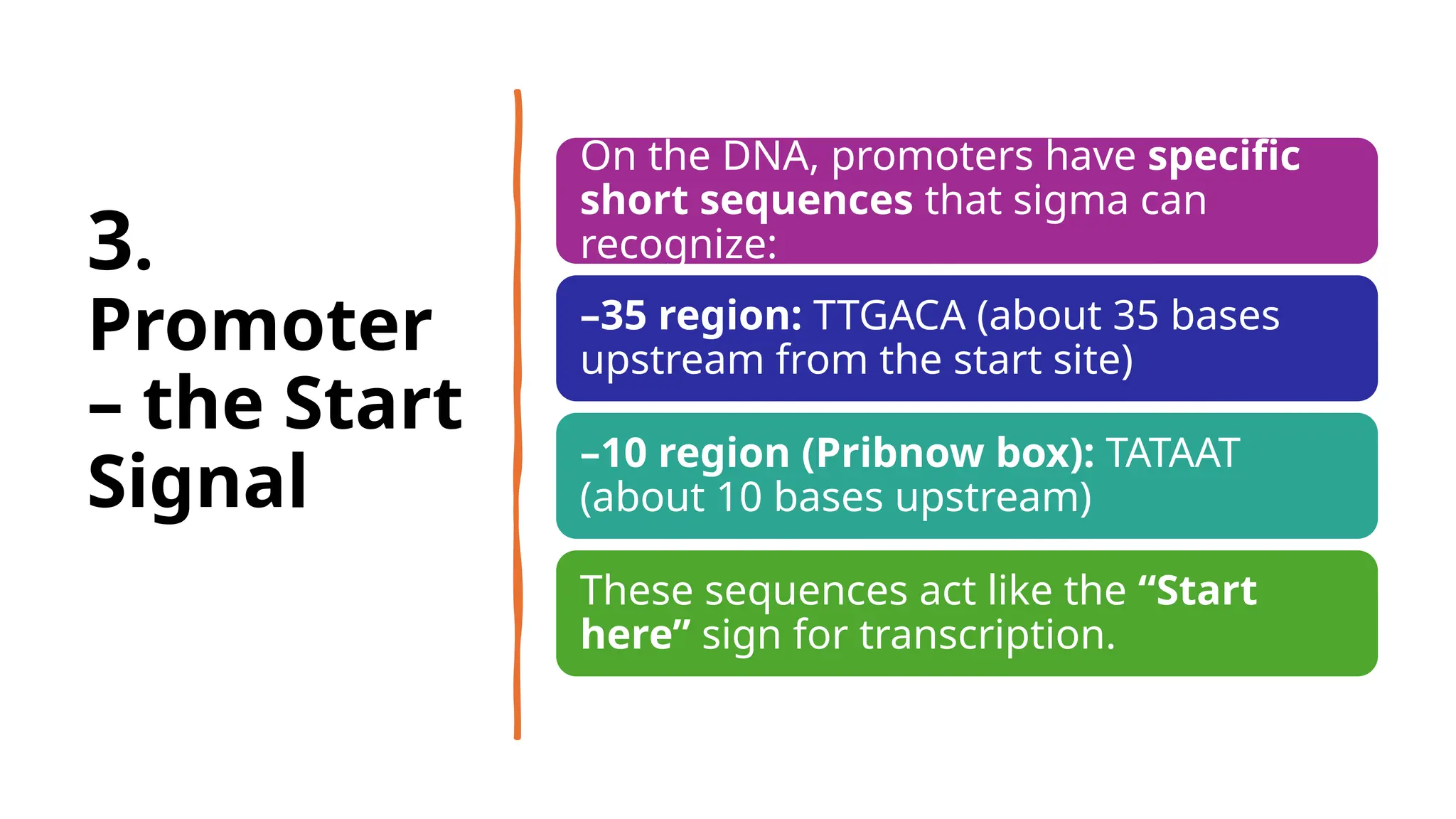 Transcription & its regulation in prokaryotes.pptx