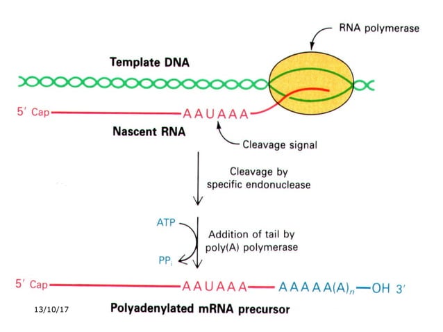Transcription, mechanism | PPT