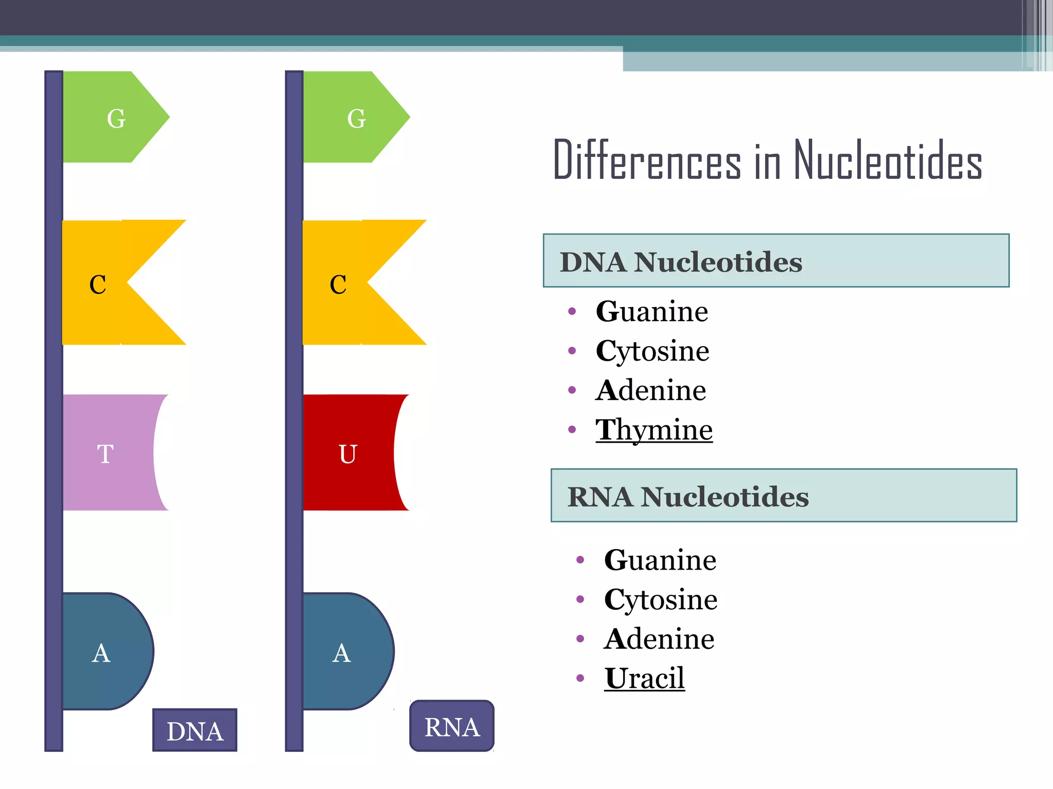 Transcription of DNA to RNA | PPT
