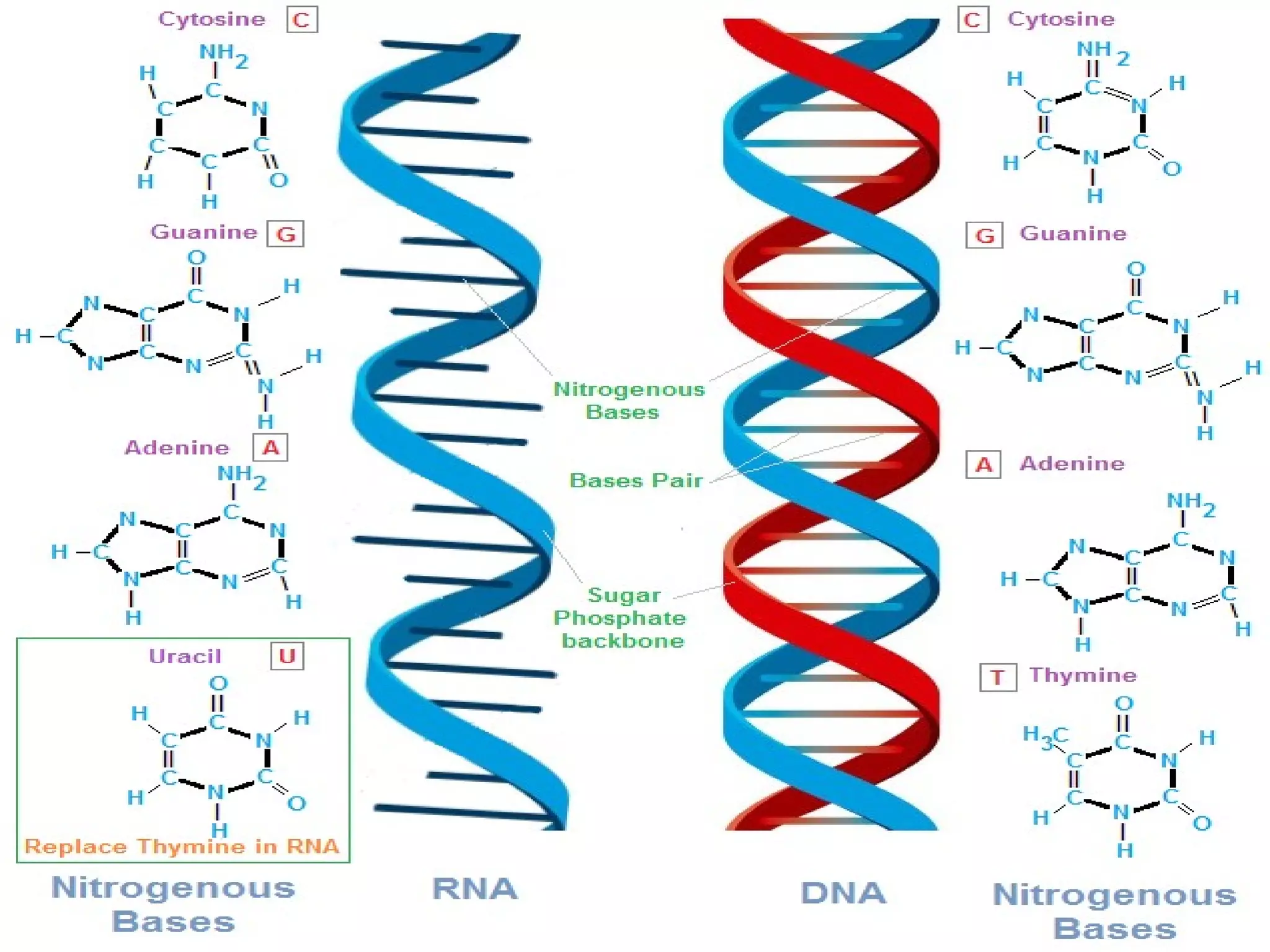 Transcription of DNA to RNA | PPT
