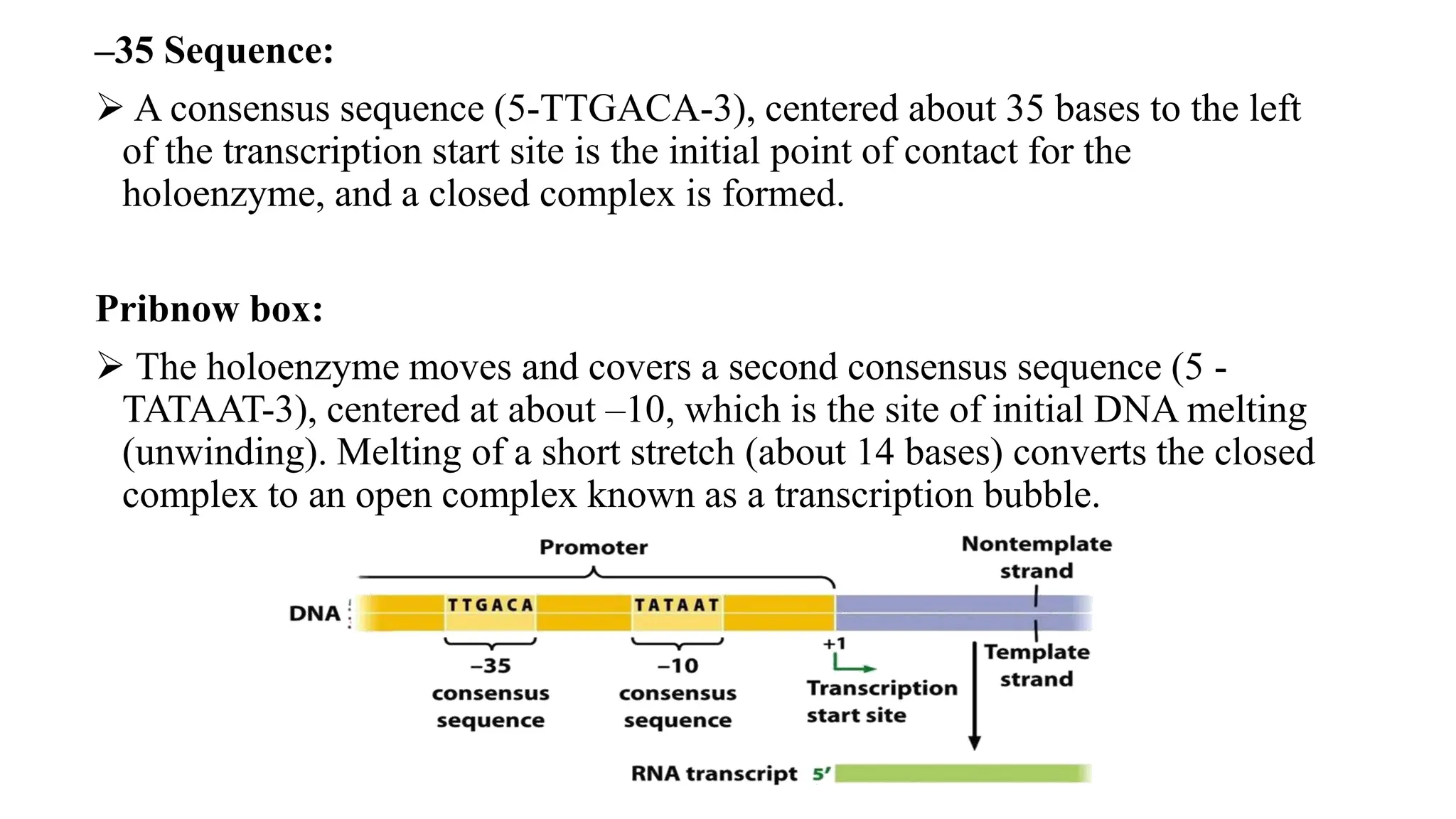 TRANSCRIPTION OF PROKARYOT MOLECULARES.pptx