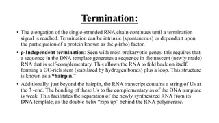 TRANSCRIPTION OF PROKARYOT MOLECULARES.pptx