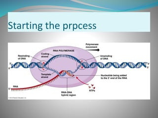 Transcription ppt | PPT | Free Download