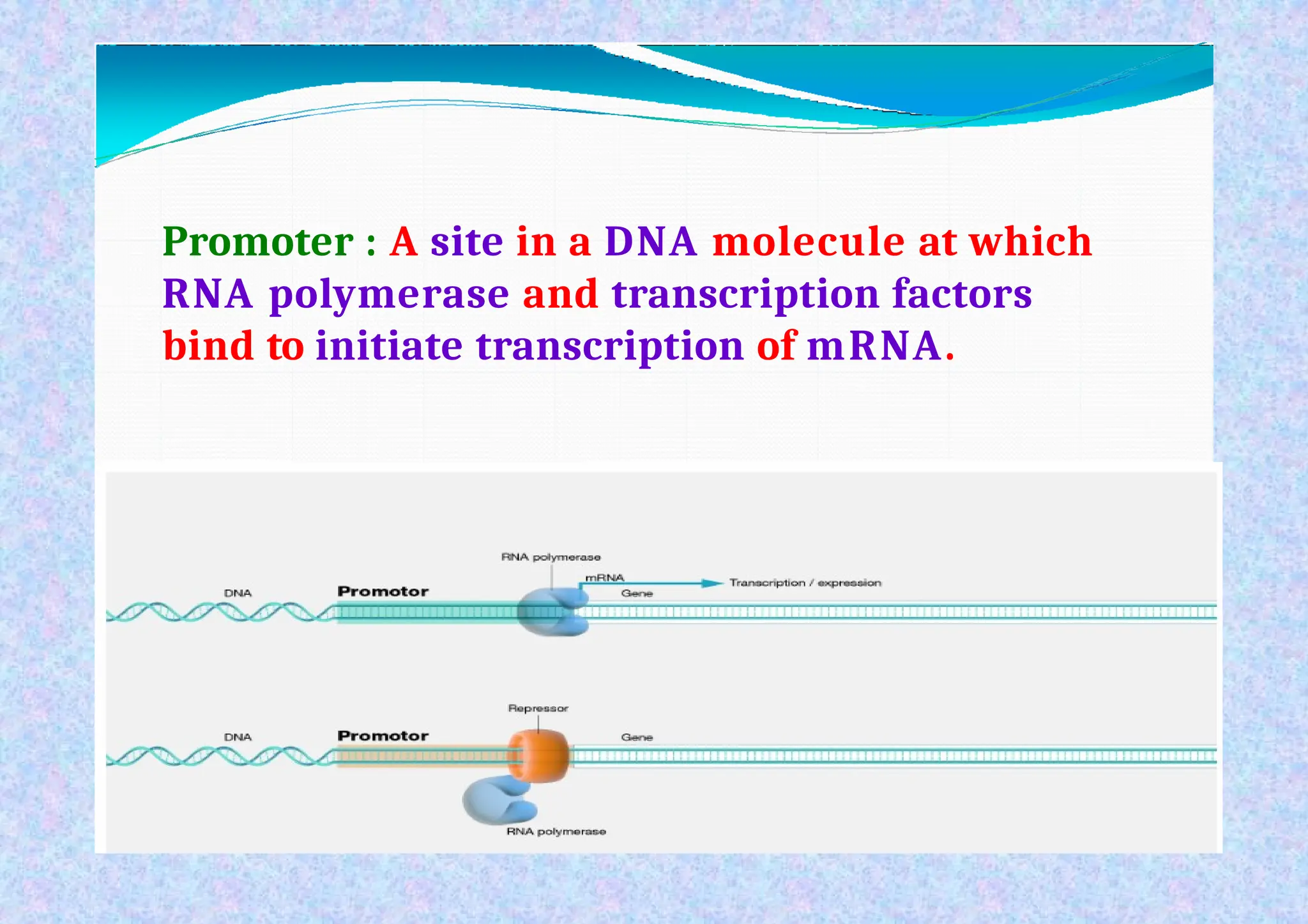 Transcription is the process of copying a segment of DNA into RNA. The ... Transcription is the process of copying a segment of DNA into RNA. The ...