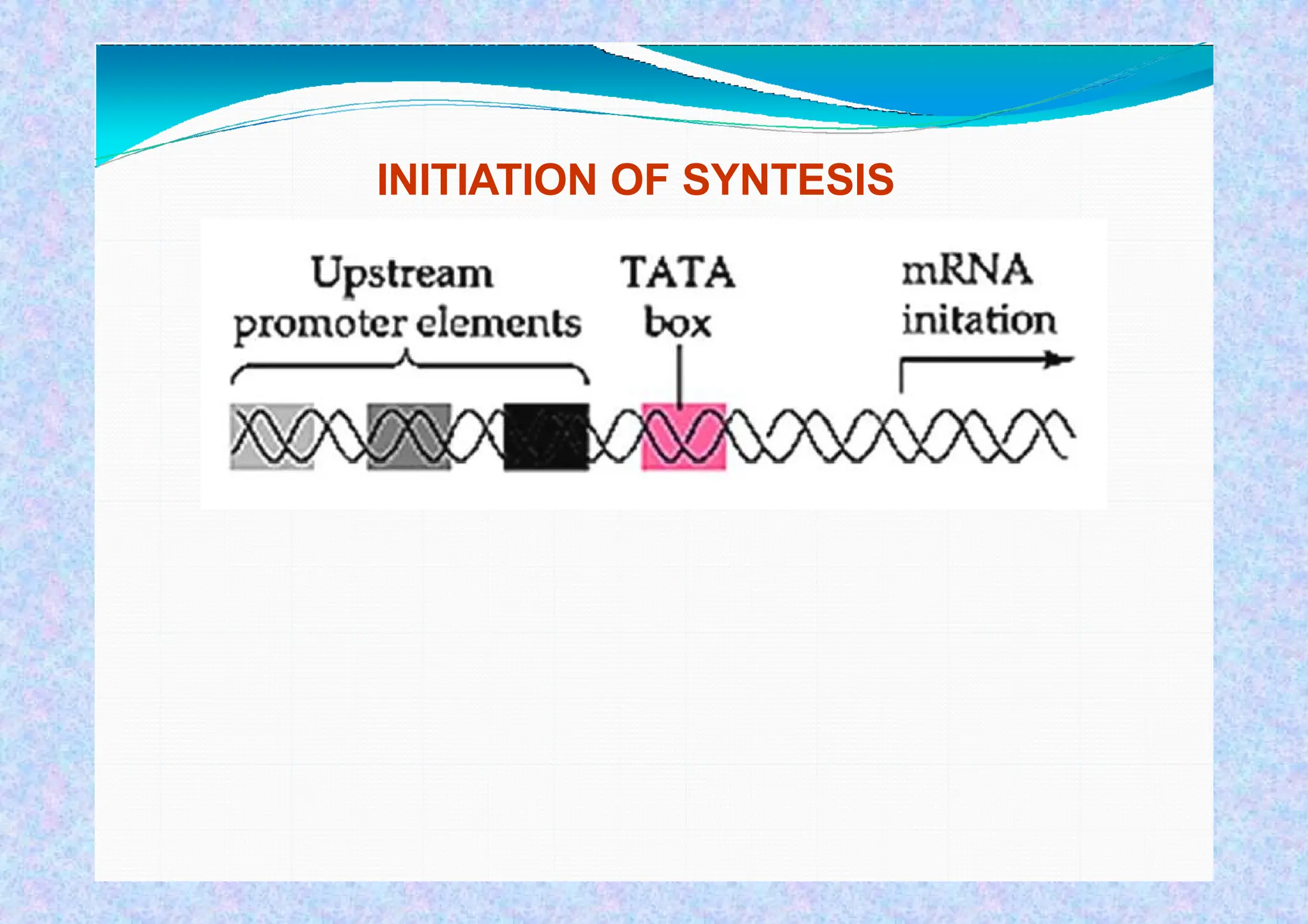 Transcription is the process of copying a segment of DNA into RNA. The ...