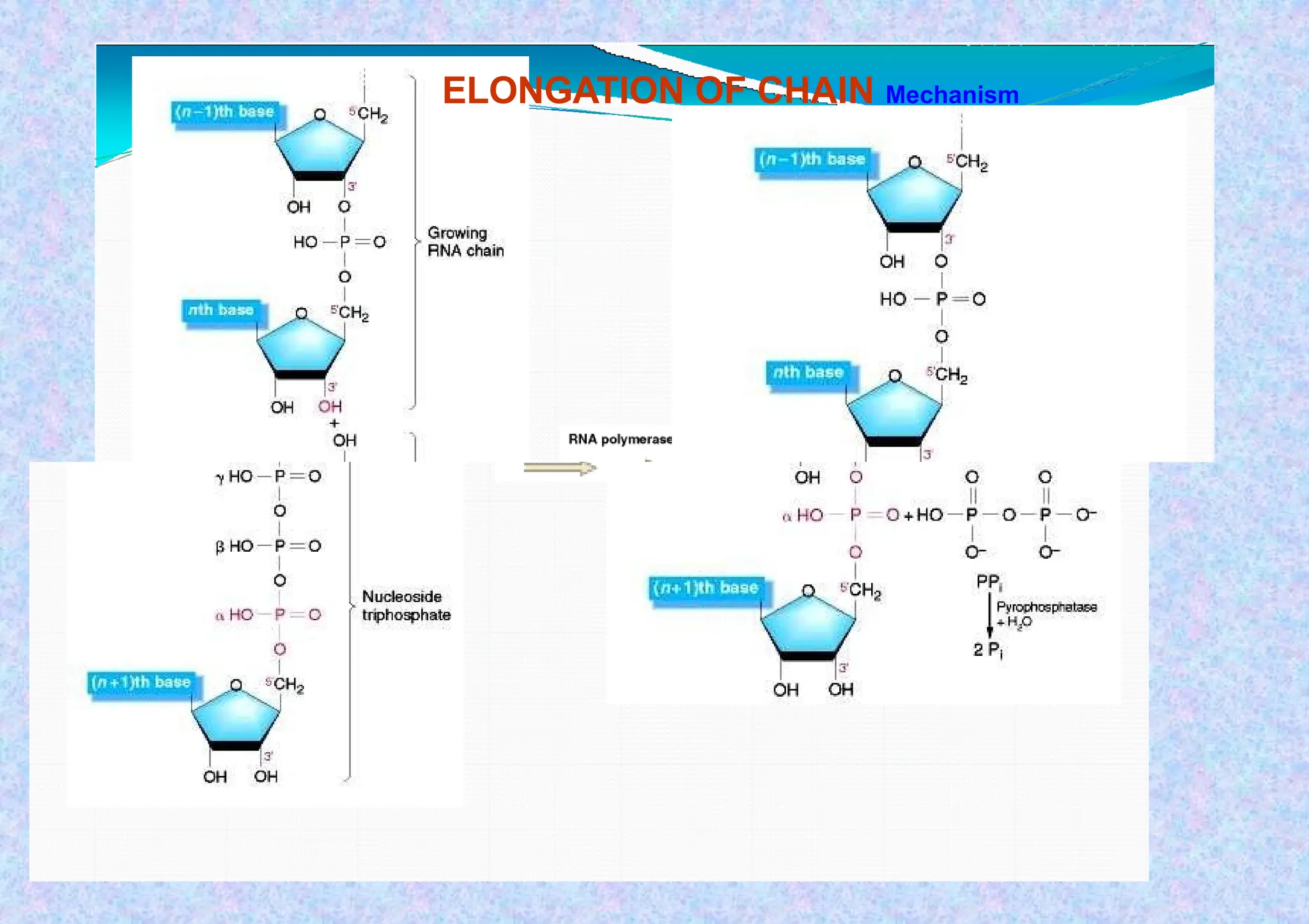 Transcription is the process of copying a segment of DNA into RNA. The ... Transcription is the process of copying a segment of DNA into RNA. The ...