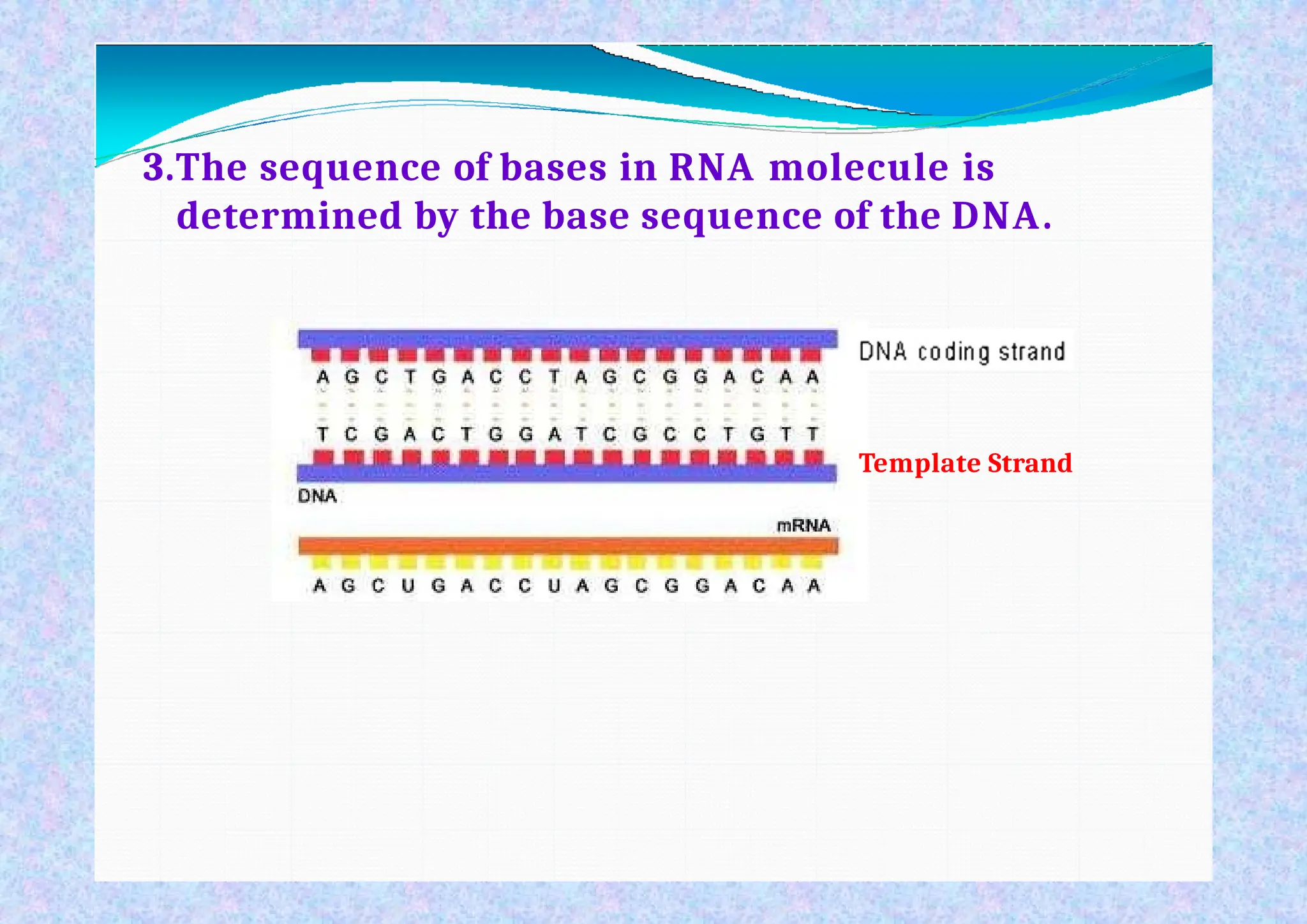 Transcription is the process of copying a segment of DNA into RNA. The ... Transcription is the process of copying a segment of DNA into RNA. The ...