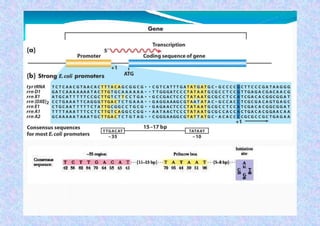 Transcription is the process of copying a segment of DNA into RNA. The ...