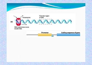 Transcription is the process of copying a segment of DNA into RNA. The ...