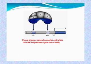 Transcription is the process of copying a segment of DNA into RNA. The ...