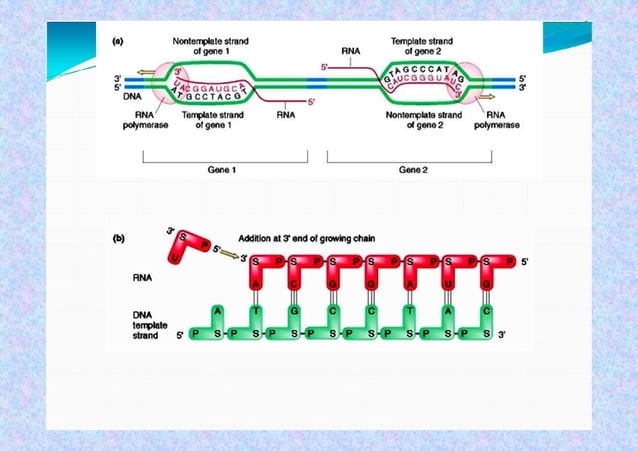 Transcription is the process of copying a segment of DNA into RNA. The ...
