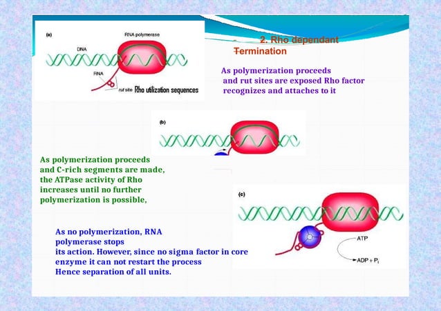 Transcription is the process of copying a segment of DNA into RNA. The segments of DNA ...