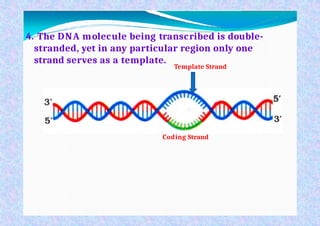 Transcription is the process of copying a segment of DNA into RNA. The ...