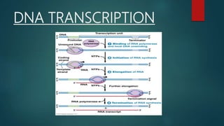 Transcription presentation | PPTX