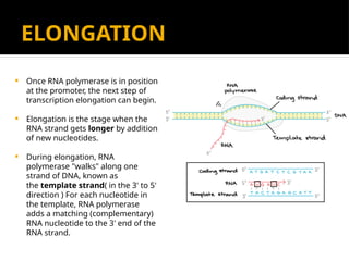 Transcription Presentation Central Dogma.pptx