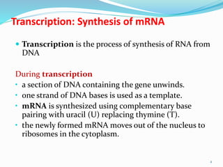 Rna Transcription Steps
