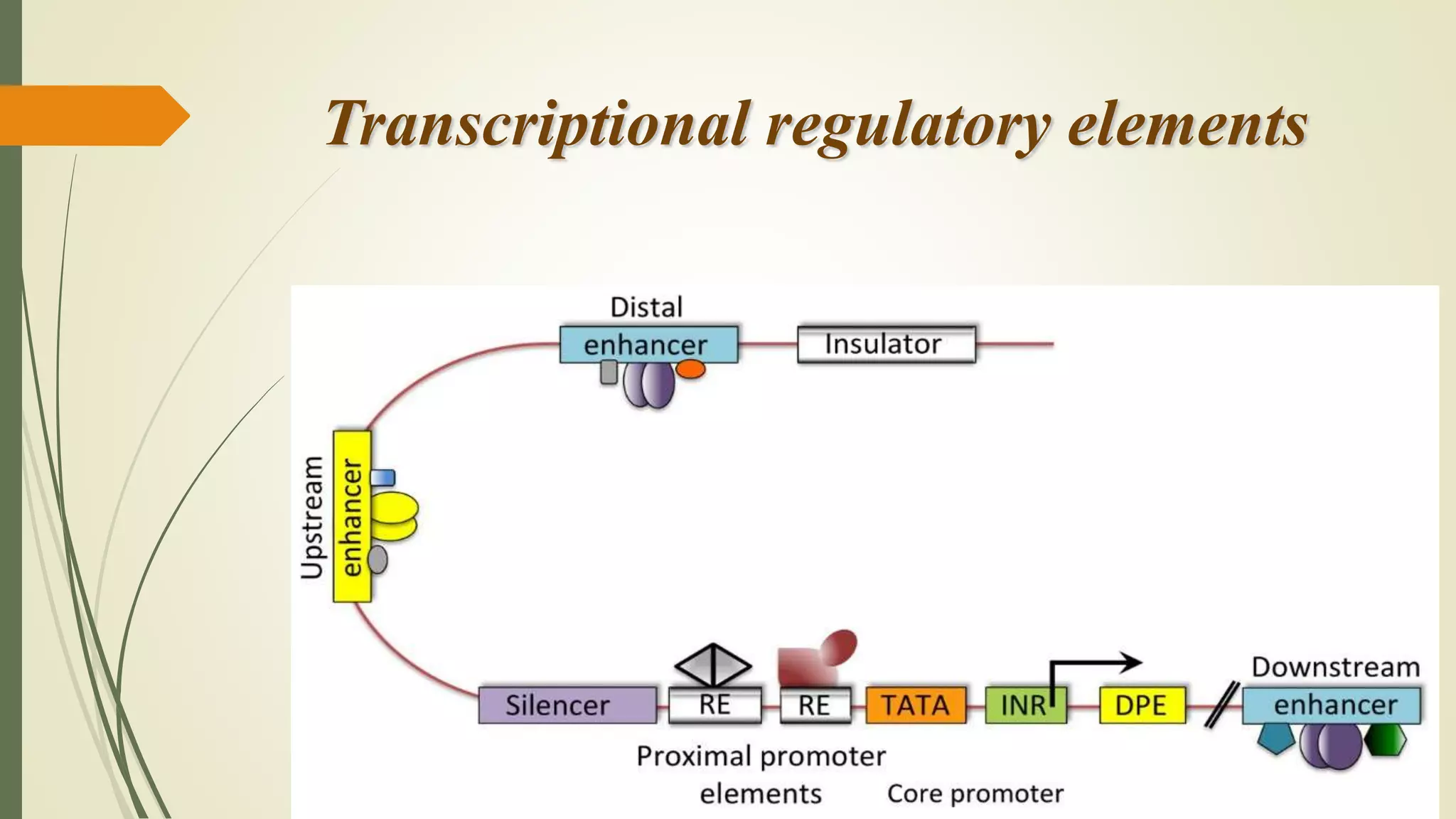 Transcription regulatory elements | PPTX