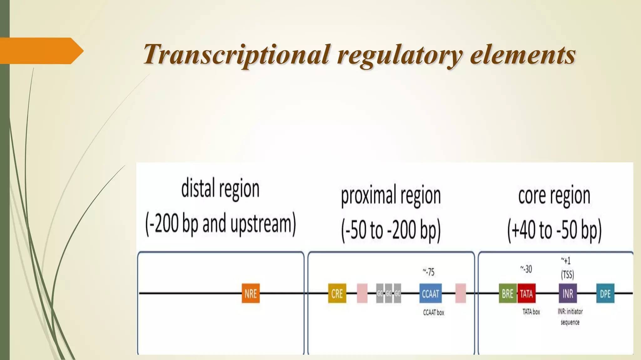 Transcription regulatory elements | PPTX