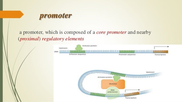 Transcription regulatory elements