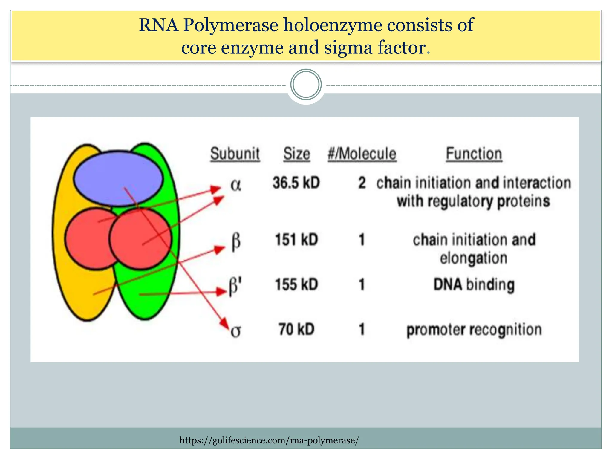 TRANSCRIPTION Class XII Biology based on NCERT Text book rk.pptx