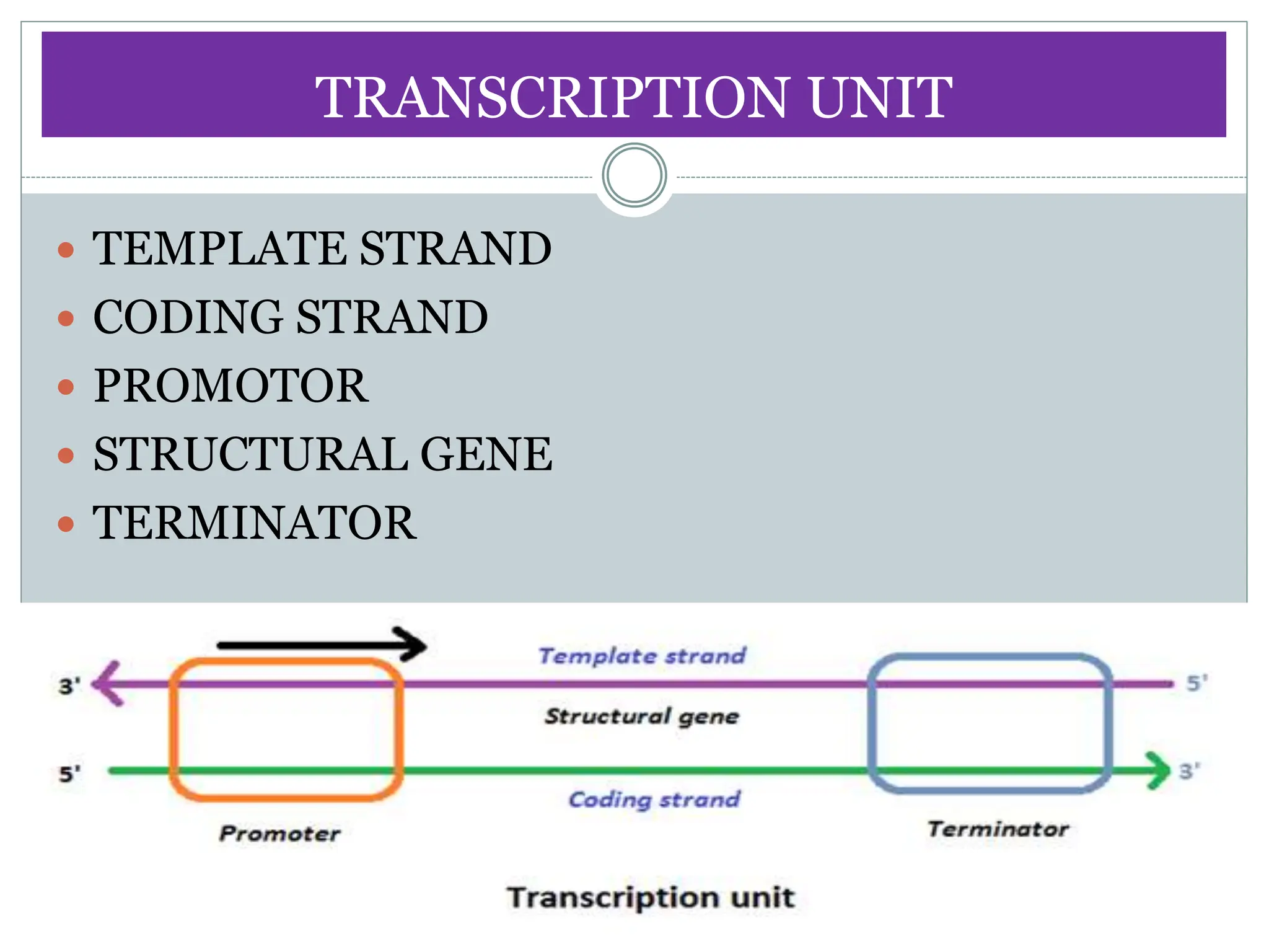 TRANSCRIPTION Class XII Biology based on NCERT Text book rk.pptx