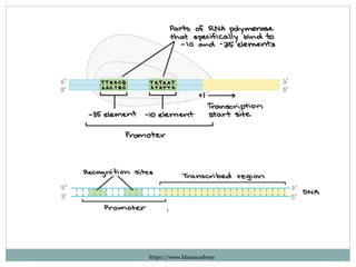 TRANSCRIPTION Class XII Biology based on NCERT Text book rk.pptx