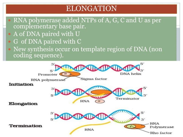 TRANSCRIPTION Class XII Biology based on NCERT Text book rk.pptx