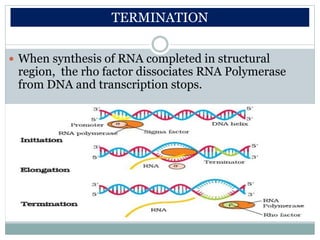 TRANSCRIPTION Class XII Biology based on NCERT Text book rk.pptx