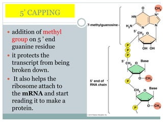 TRANSCRIPTION Class XII Biology based on NCERT Text book rk.pptx