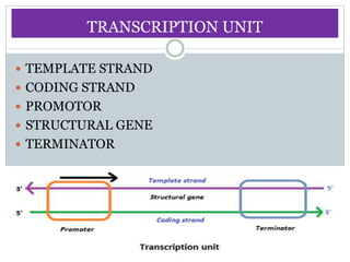 TRANSCRIPTION Class XII Biology based on NCERT Text book rk.pptx