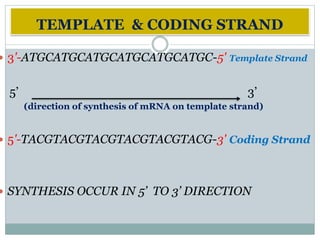 TRANSCRIPTION Class XII Biology based on NCERT Text book rk.pptx