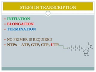 TRANSCRIPTION Class XII Biology based on NCERT Text book rk.pptx