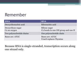 4.3 Transcription and translation | PPTX