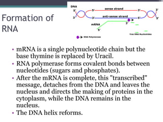 4.3 Transcription and translation | PPTX