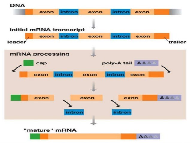 Transcription &translation