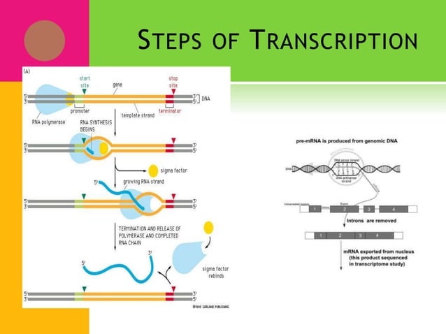 Transcriptome analysis | PPTX | Biological Sciences | Science