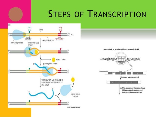 Transcriptome analysis
