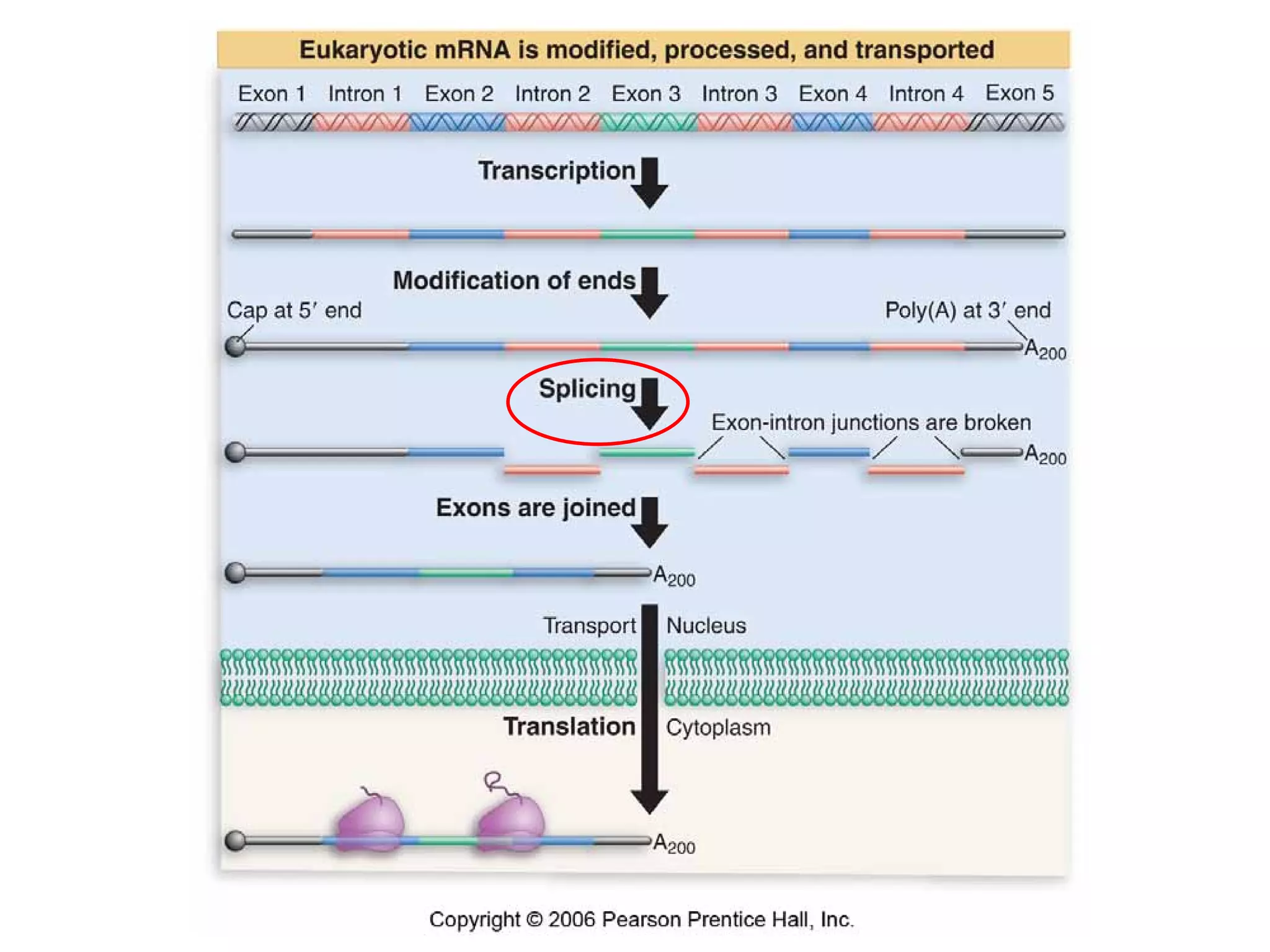 Transcriptomics and metabolomics | PDF