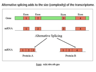 Transcriptomics and metabolomics | PDF