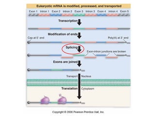 Transcriptomics and metabolomics | PDF