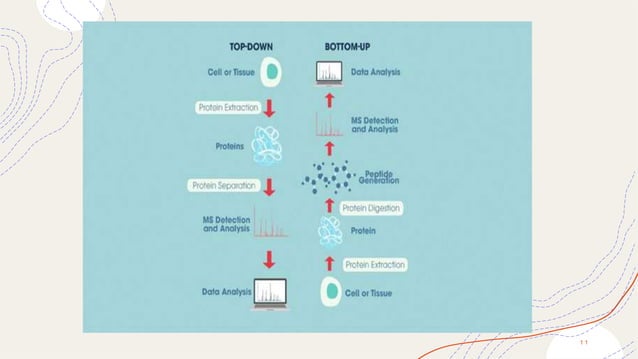 Proteomics: types, protein profiling steps etc. | PPTX